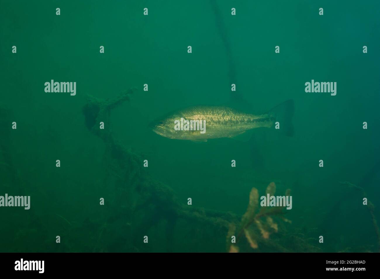 Sport fish michigan hi-res stock photography and images - Alamy