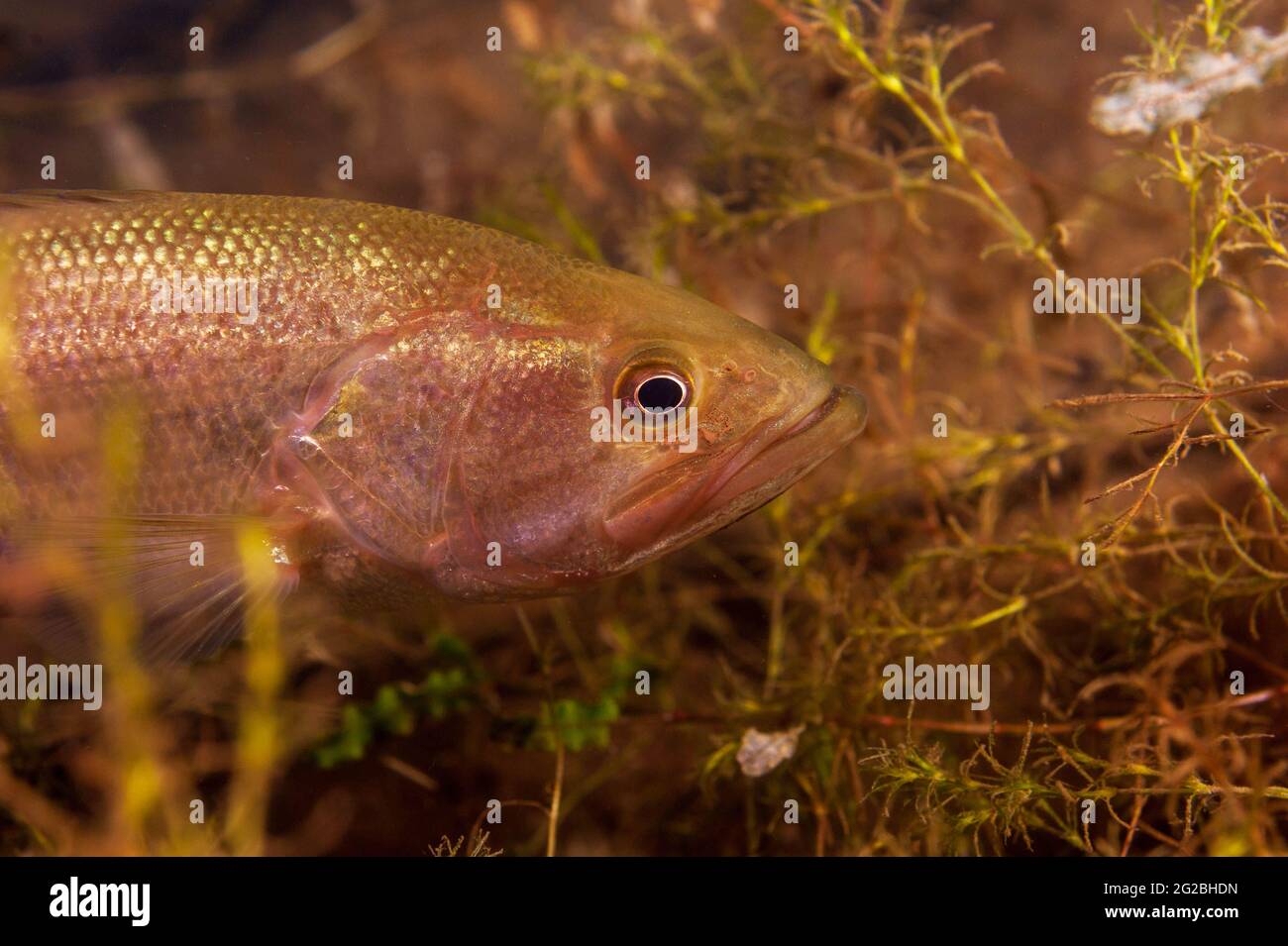 Sport fish michigan hi-res stock photography and images - Alamy