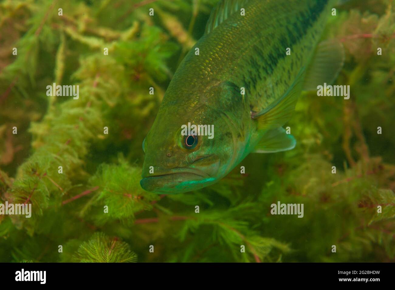 Sport fish michigan hi-res stock photography and images - Alamy