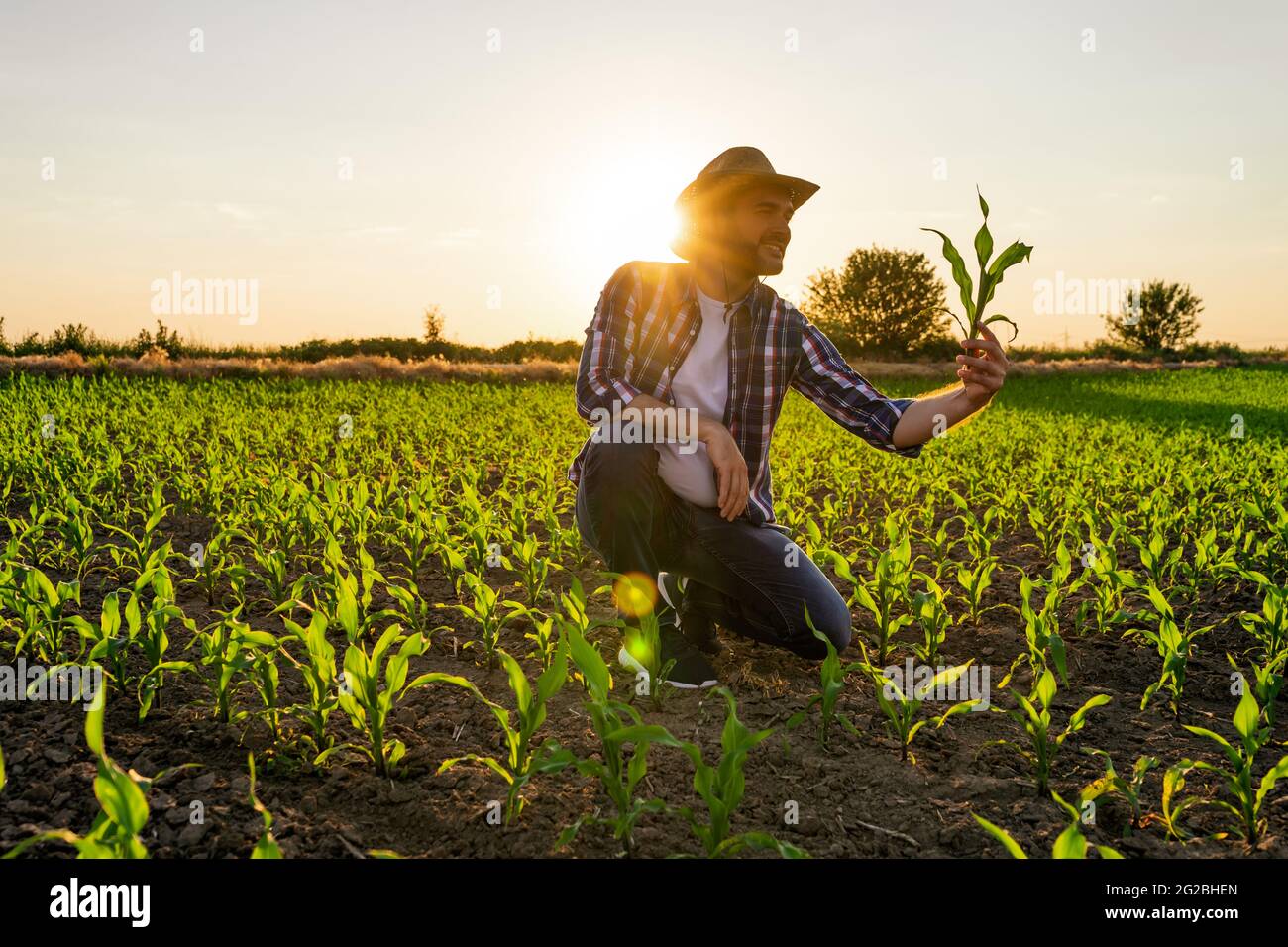 Farmer is standing in his growing corn field. He is examining crops ...