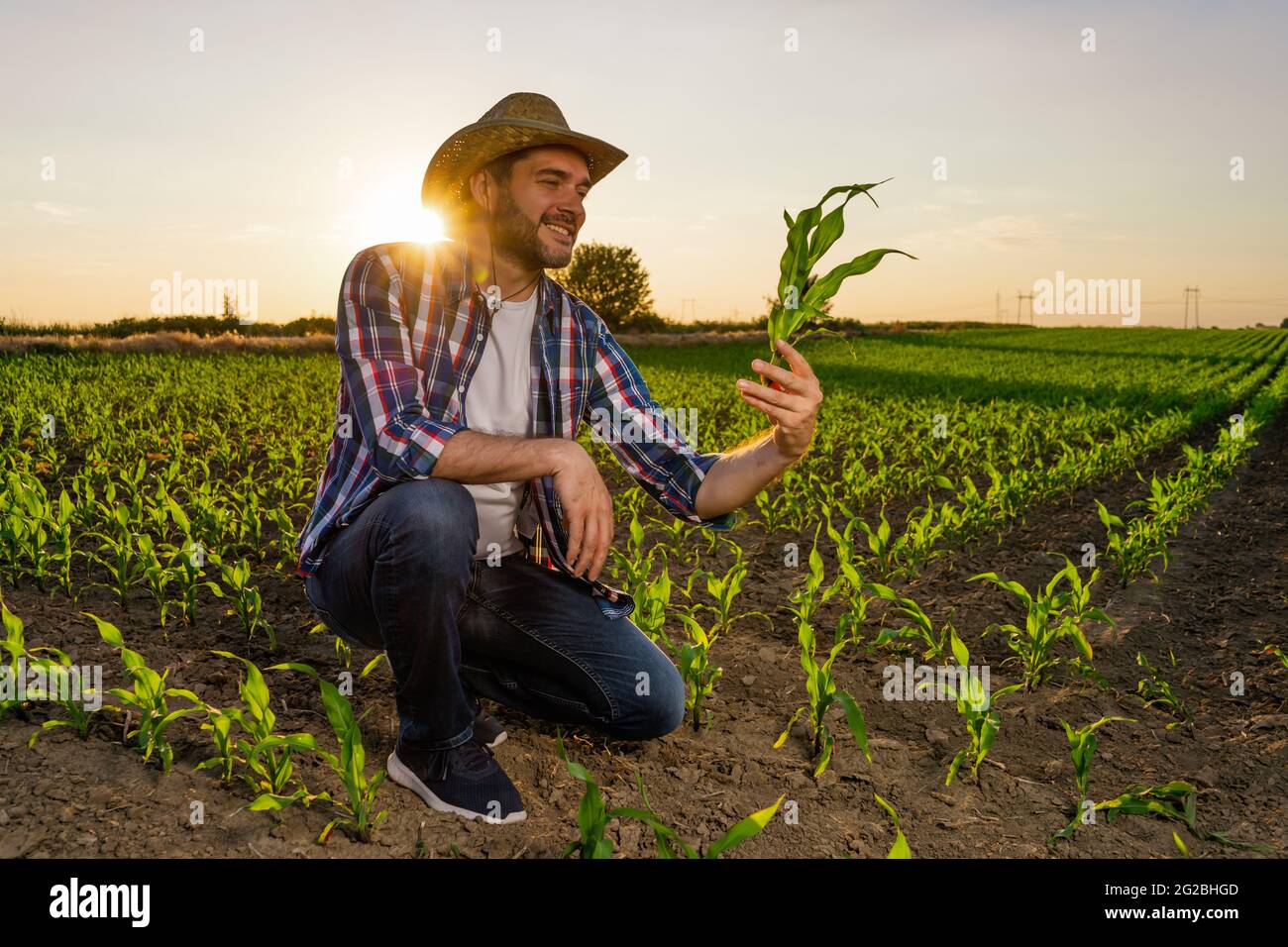 Farmer is standing in his growing corn field. He is examining crops ...