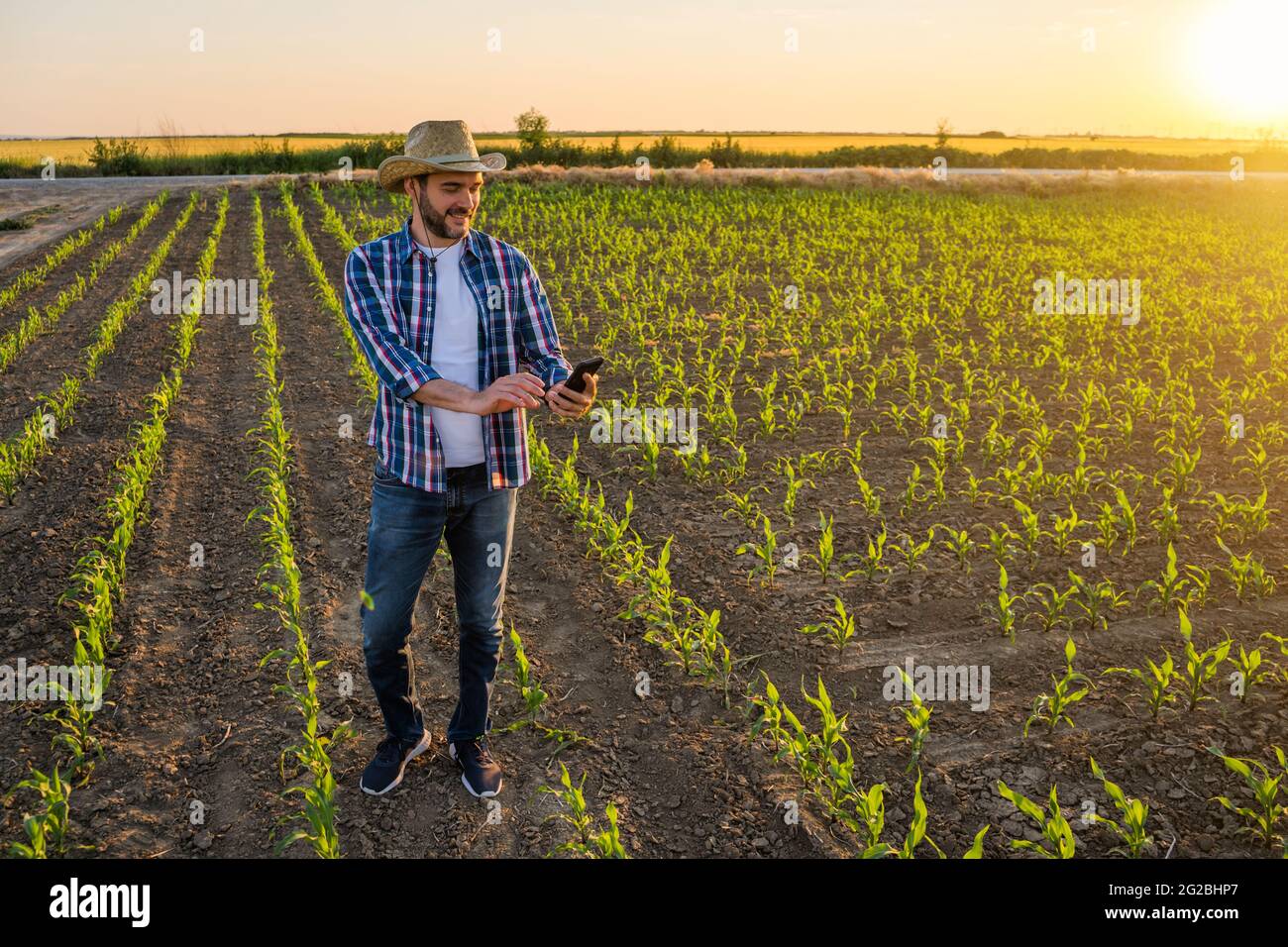 Farmer is standing in his growing corn field. He is examining crops ...
