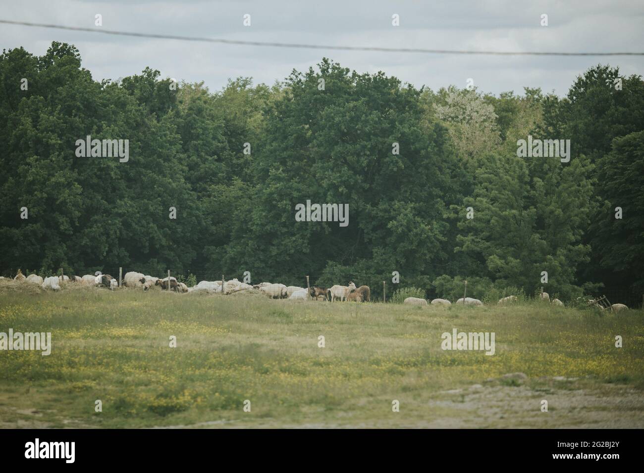 Flock of sheep grazing the grass Stock Photo - Alamy