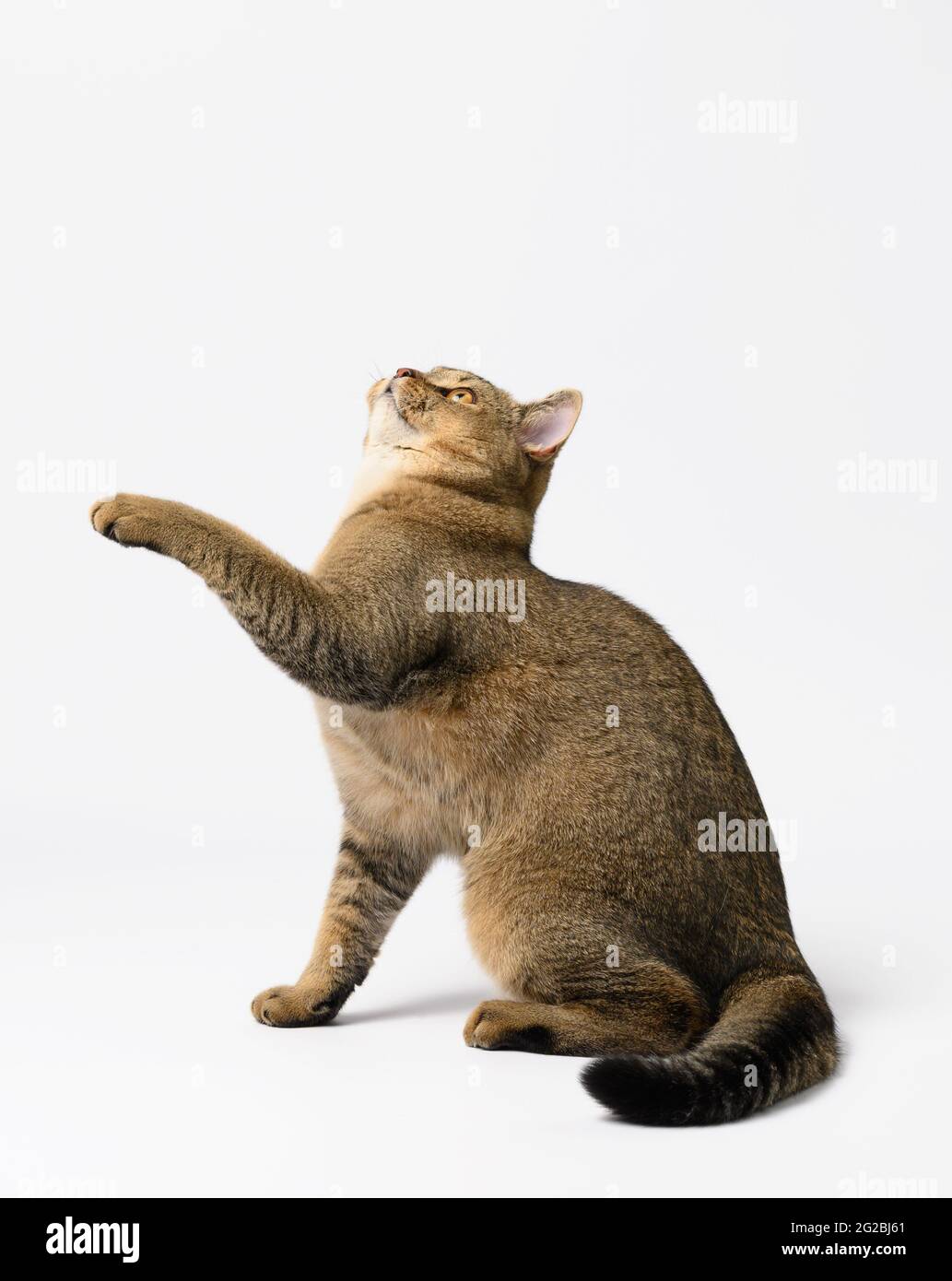 Sitting with one paw raised hi-res stock photography and images - Alamy