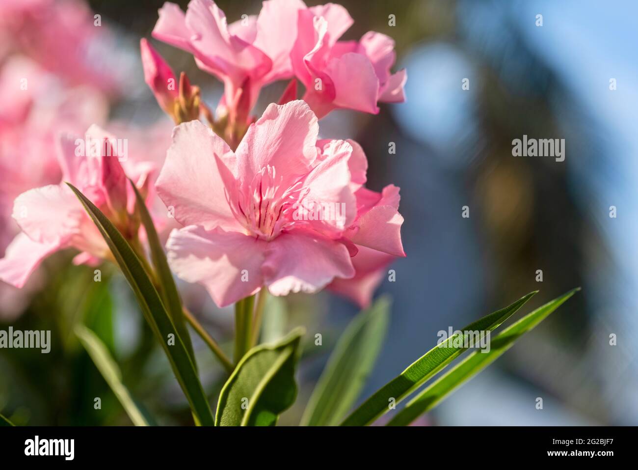 Closeup of the pink flower of an oleander plant.Macro photo of the ...