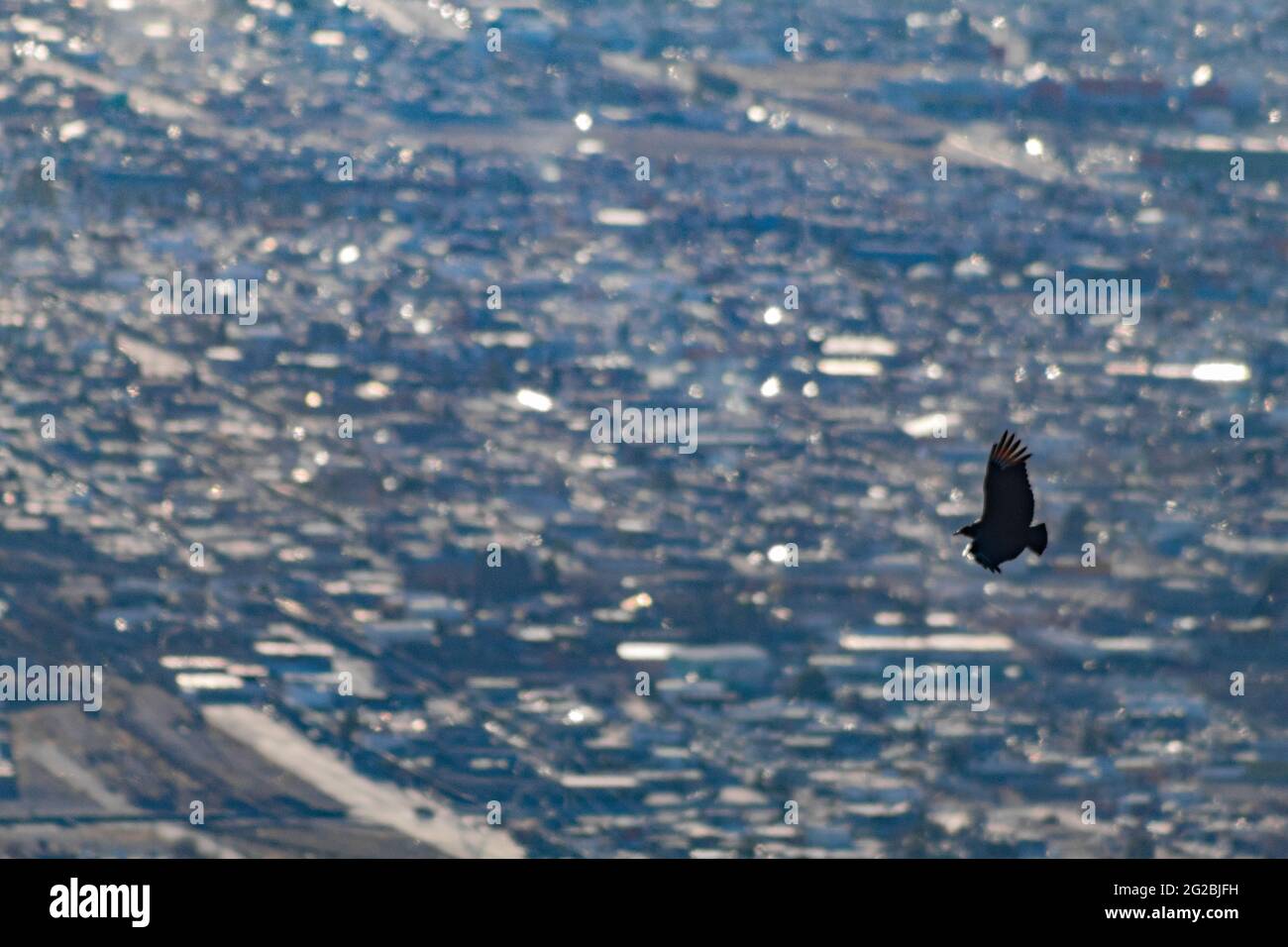 Bird flying above a town view Stock Photo - Alamy