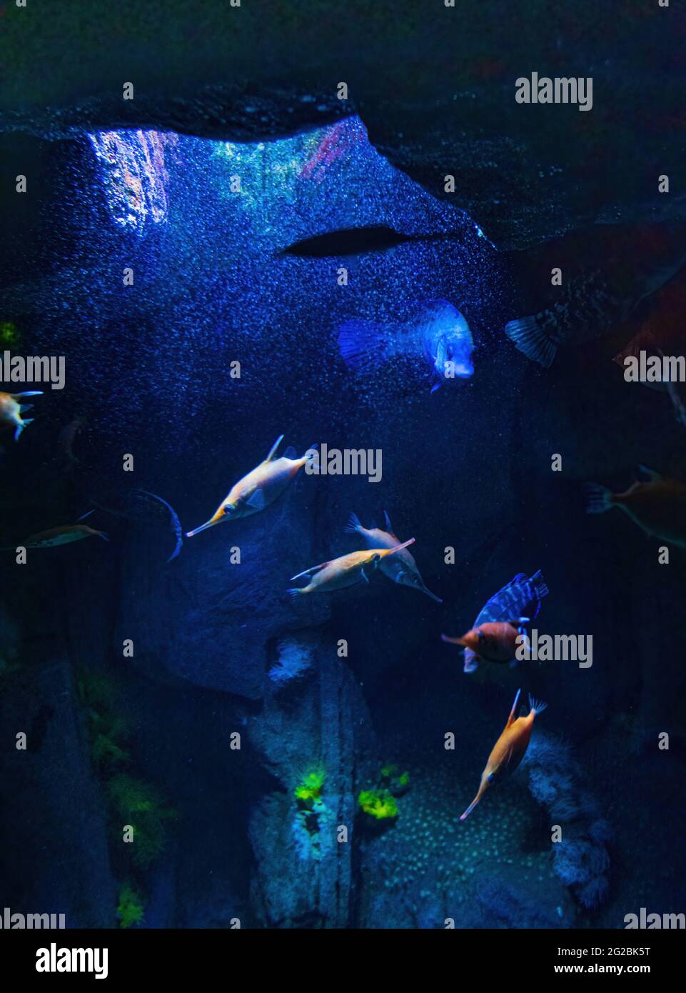 Colorful fish swimming in Lisbon Aquarium Stock Photo - Alamy