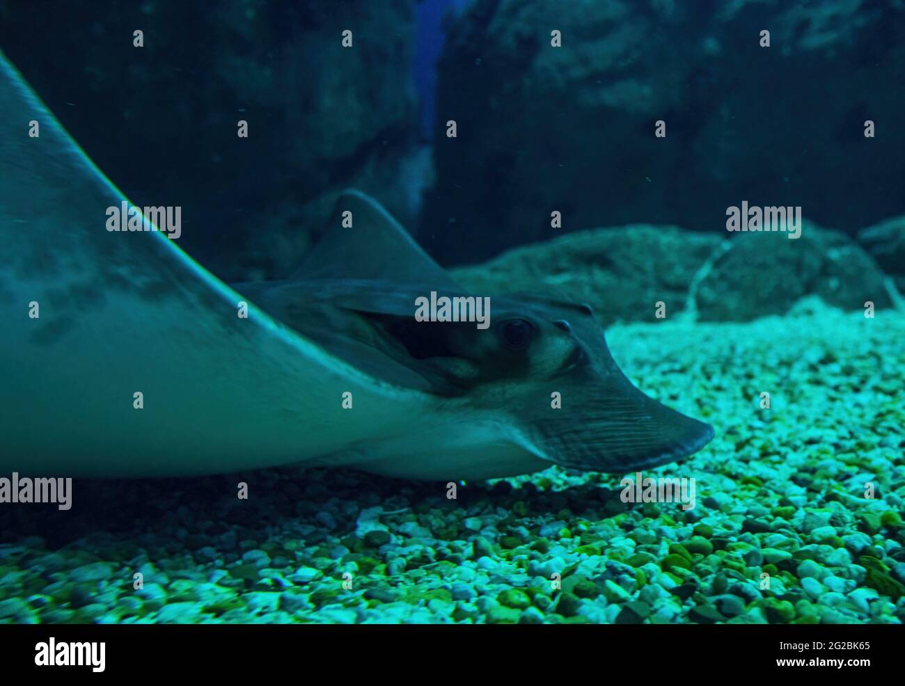 Blue skate fish hi-res stock photography and images - Alamy