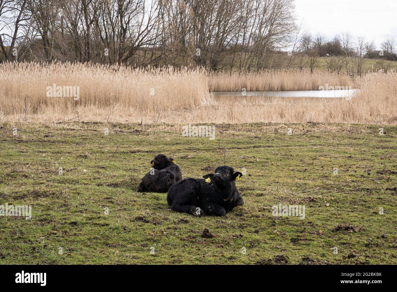Aberdeen angus breed hi-res stock photography and images - Alamy
