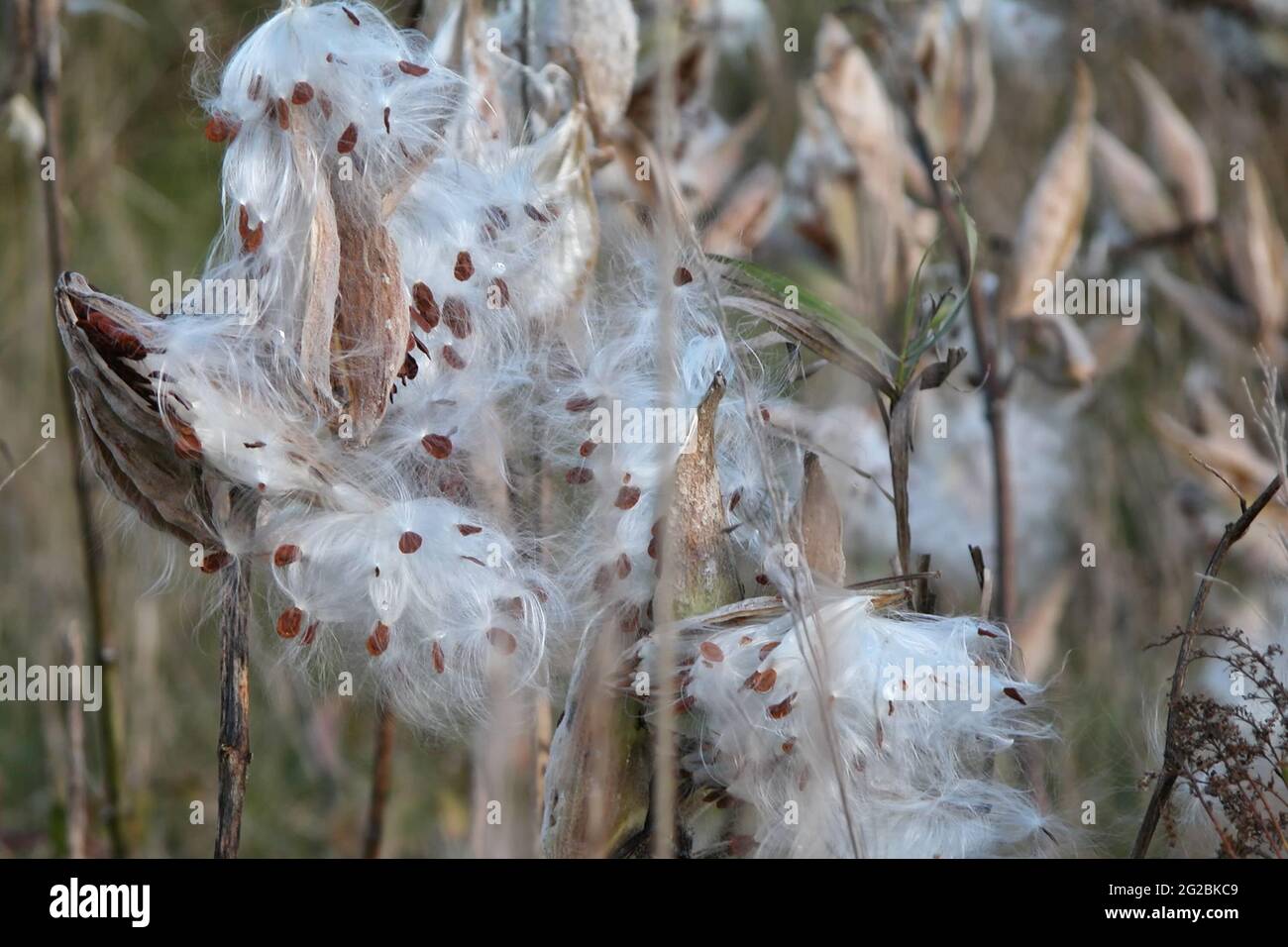 Exploded milkweed hi-res stock photography and images - Alamy