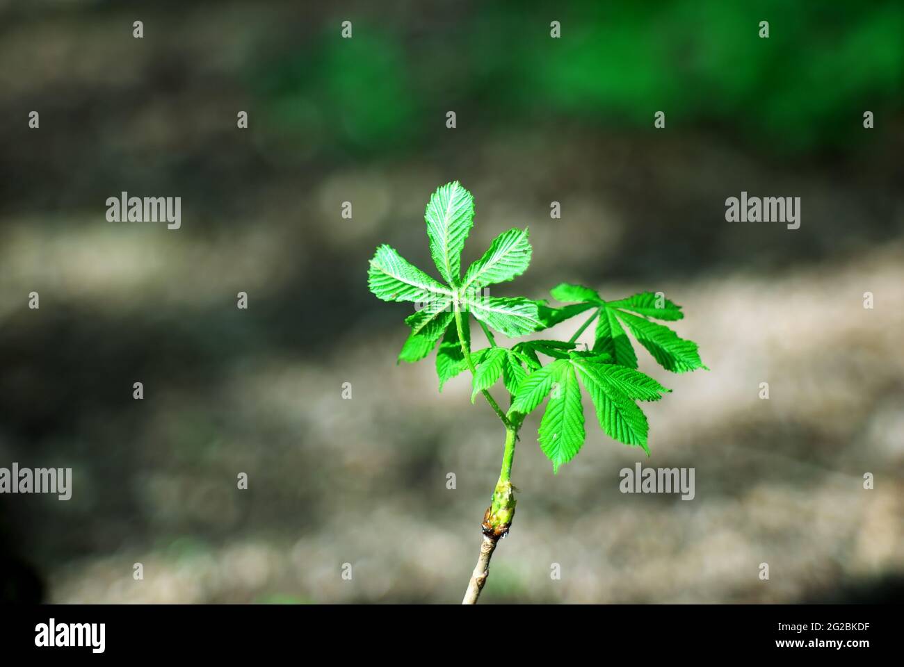 a young chestnut tree in the forest on a clear day in spring Stock ...