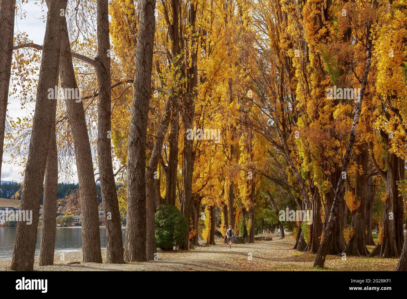 Poplar trees leaves hi-res stock photography and images - Alamy