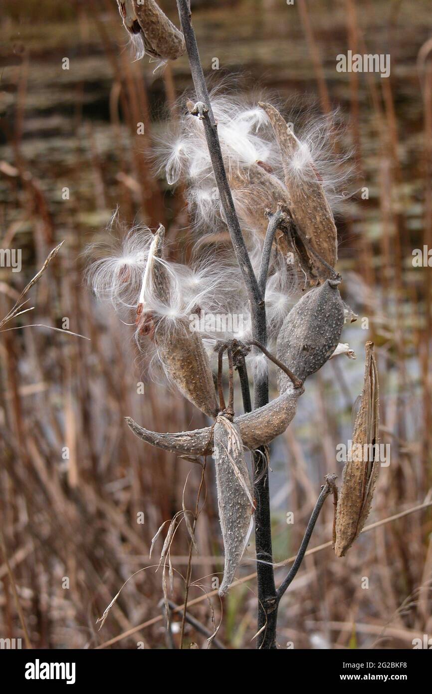 Exploded milkweed hi-res stock photography and images - Alamy