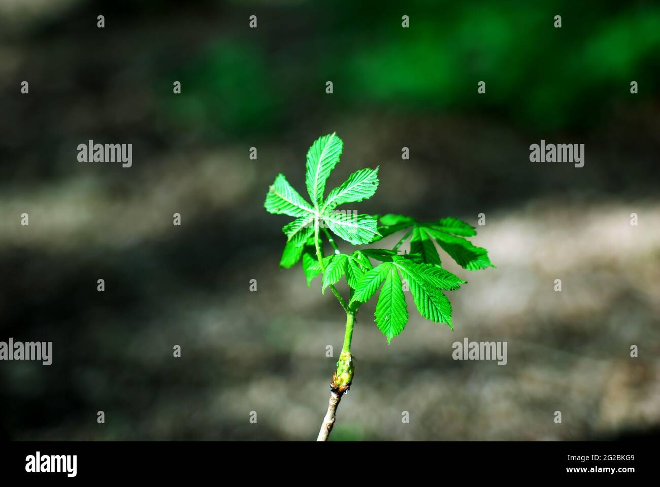 a young chestnut tree in the forest on a clear day in spring Stock ...