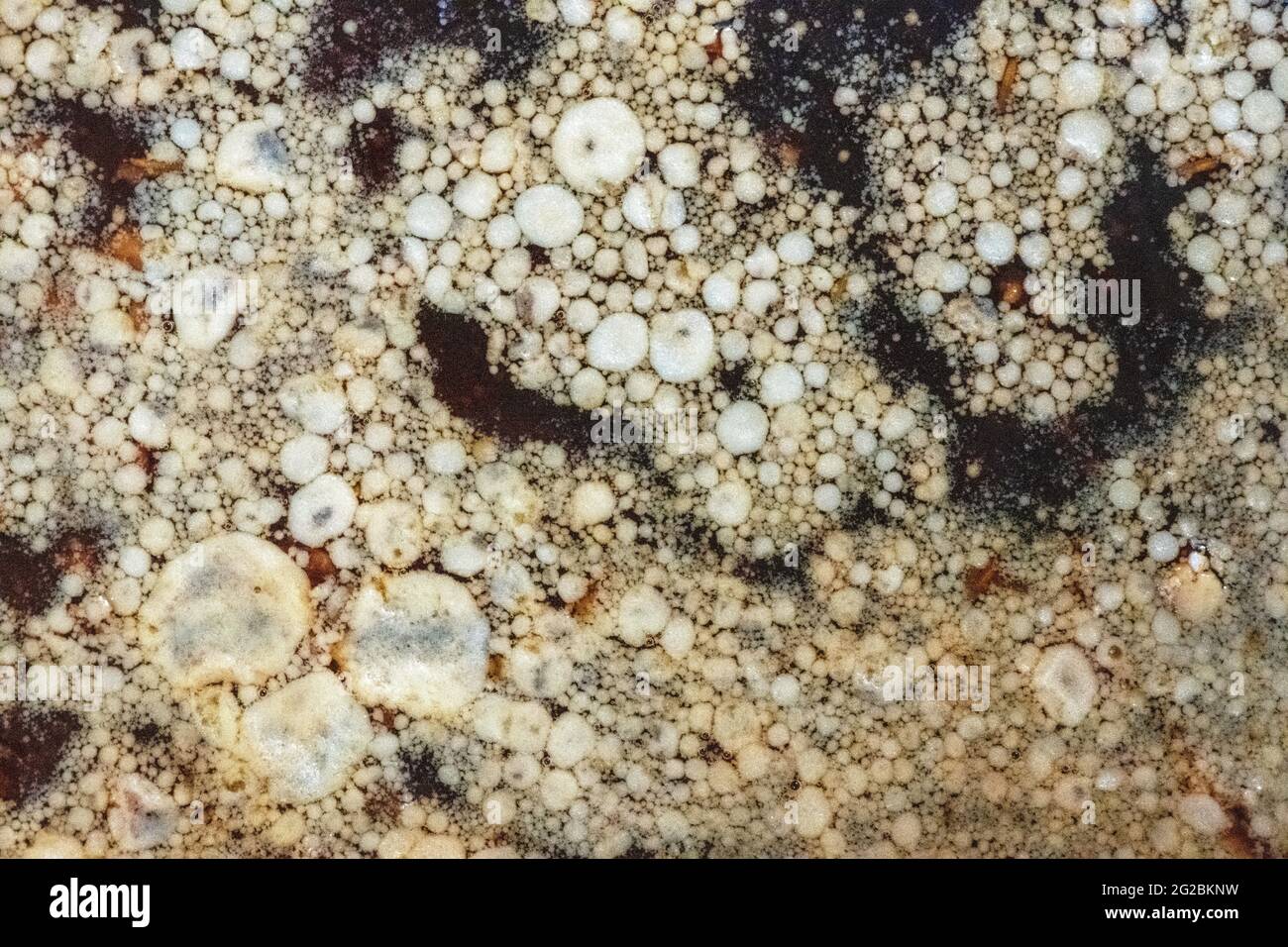 Abstract patterns formed from close up globules of congealed excess fat ...