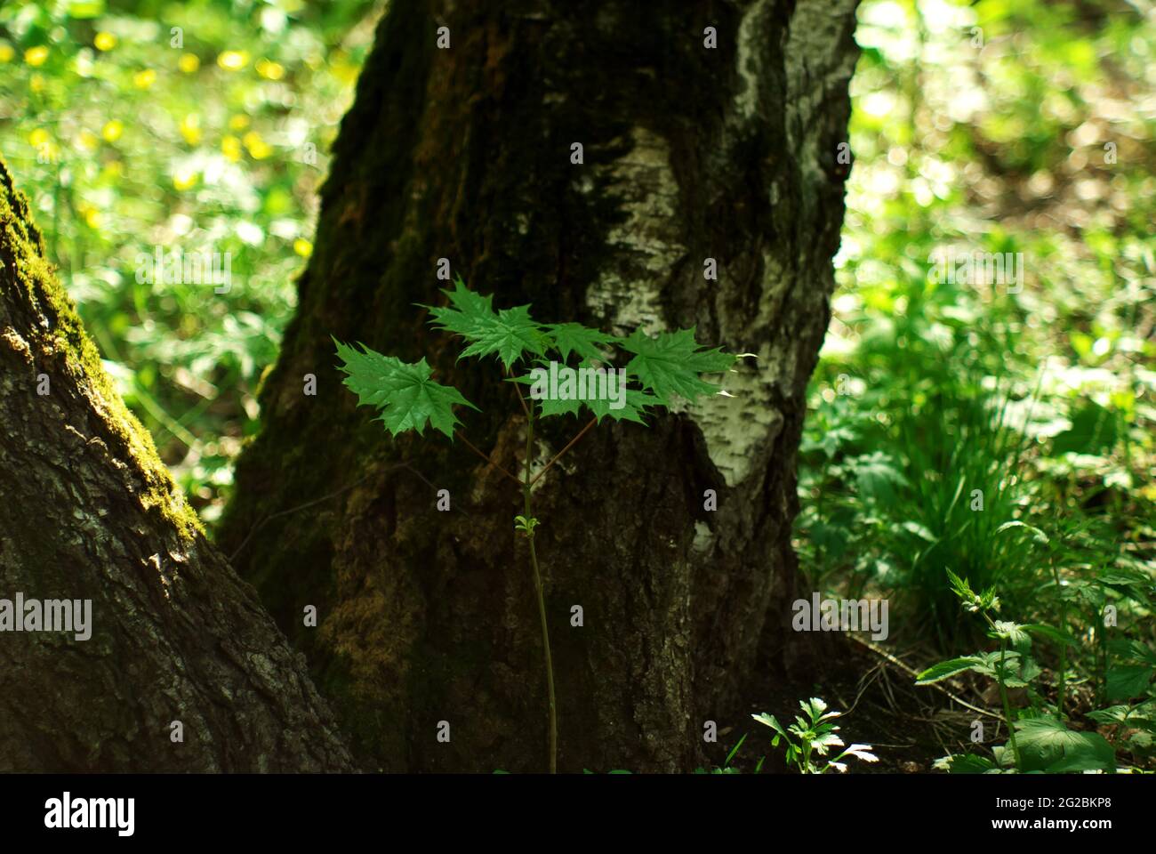 Very young maple tree in the forest in spring hi-res stock photography ...
