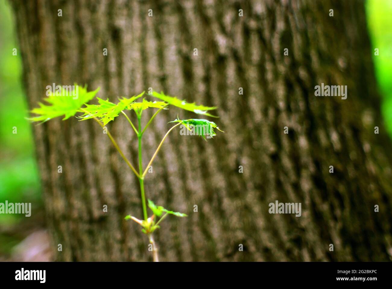a young maple tree in the forest on a clear day in spring Stock Photo ...