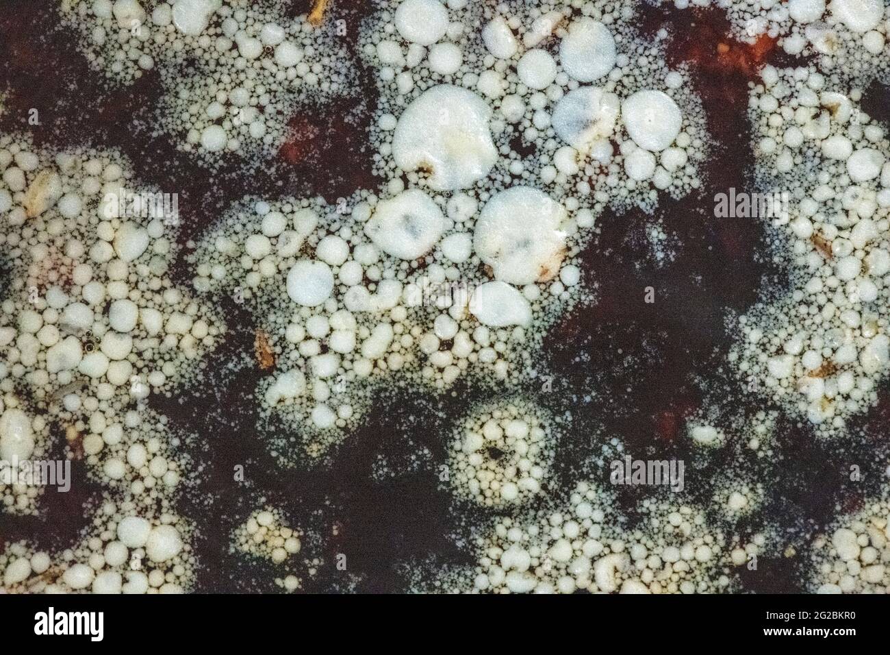 Abstract patterns formed from close up globules of congealed excess fat ...