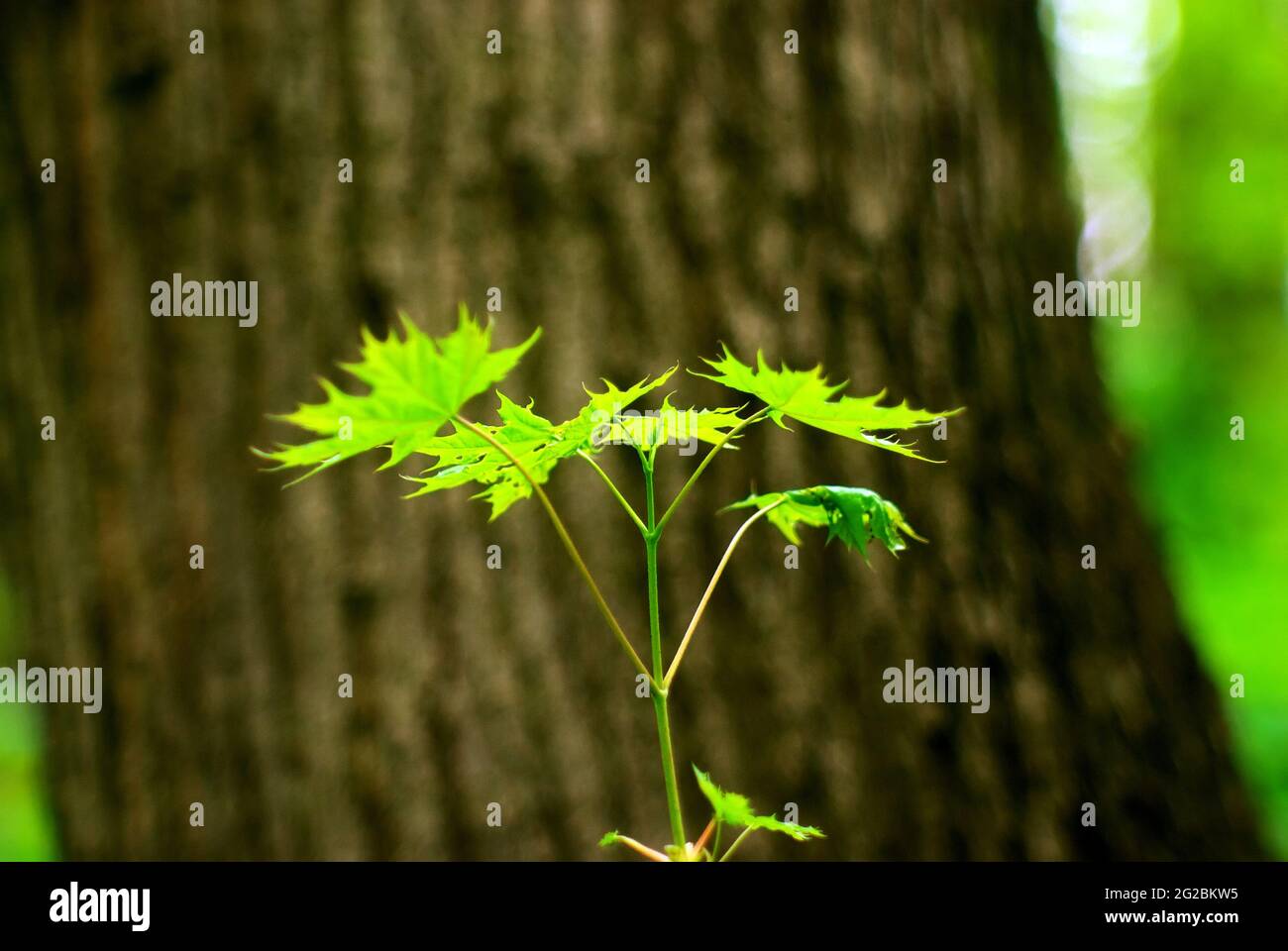 Very young maple tree in the forest in spring hi-res stock photography ...