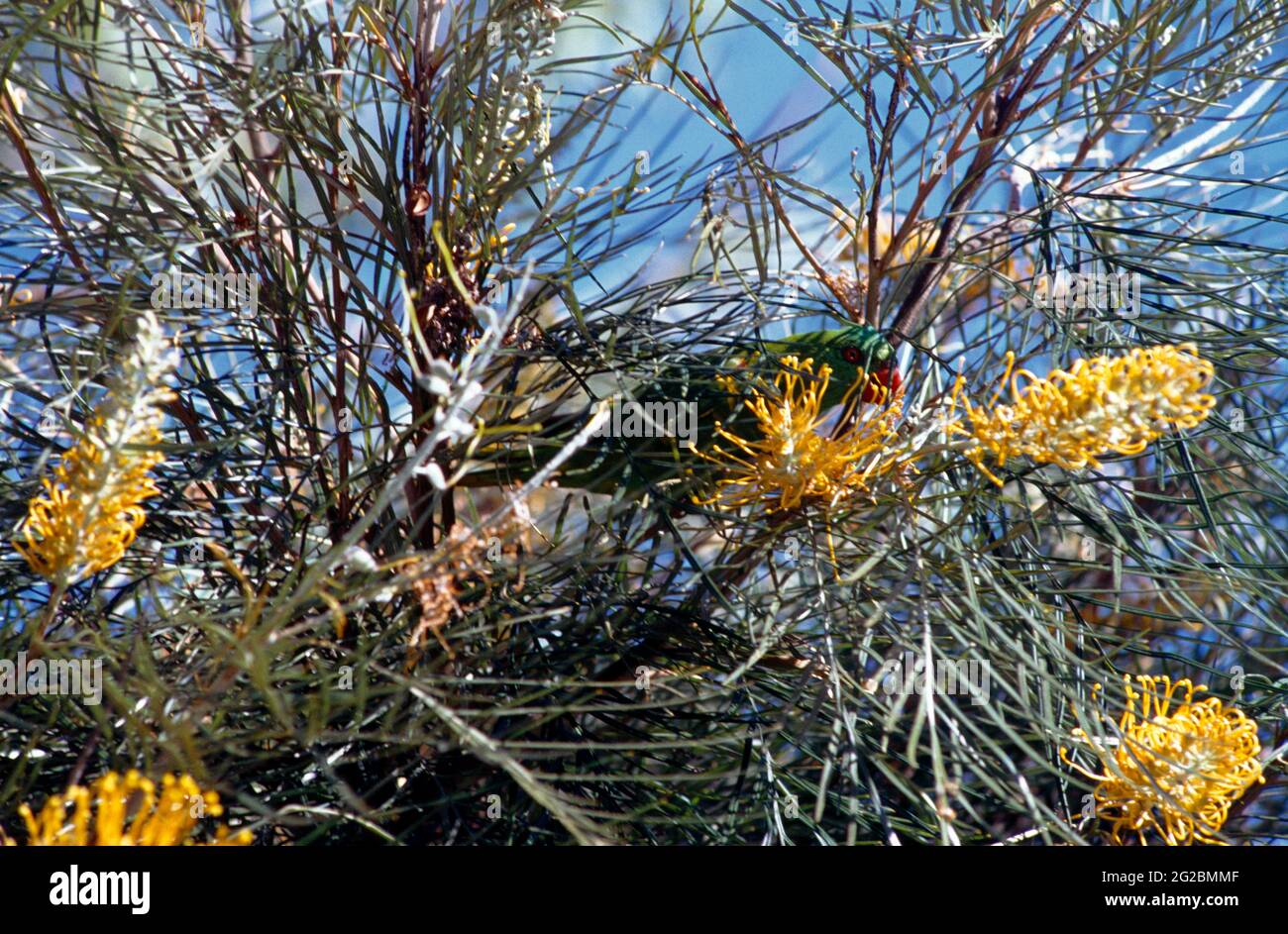 Yellow wattle flowers hi-res stock photography and images - Alamy