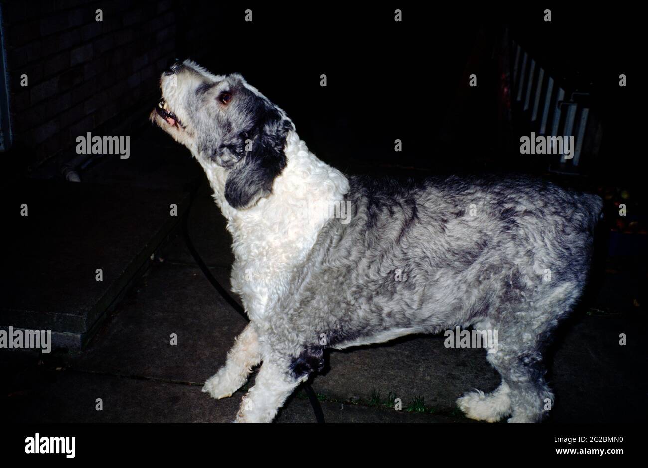 Old english dog barking hi-res stock photography and images - Alamy
