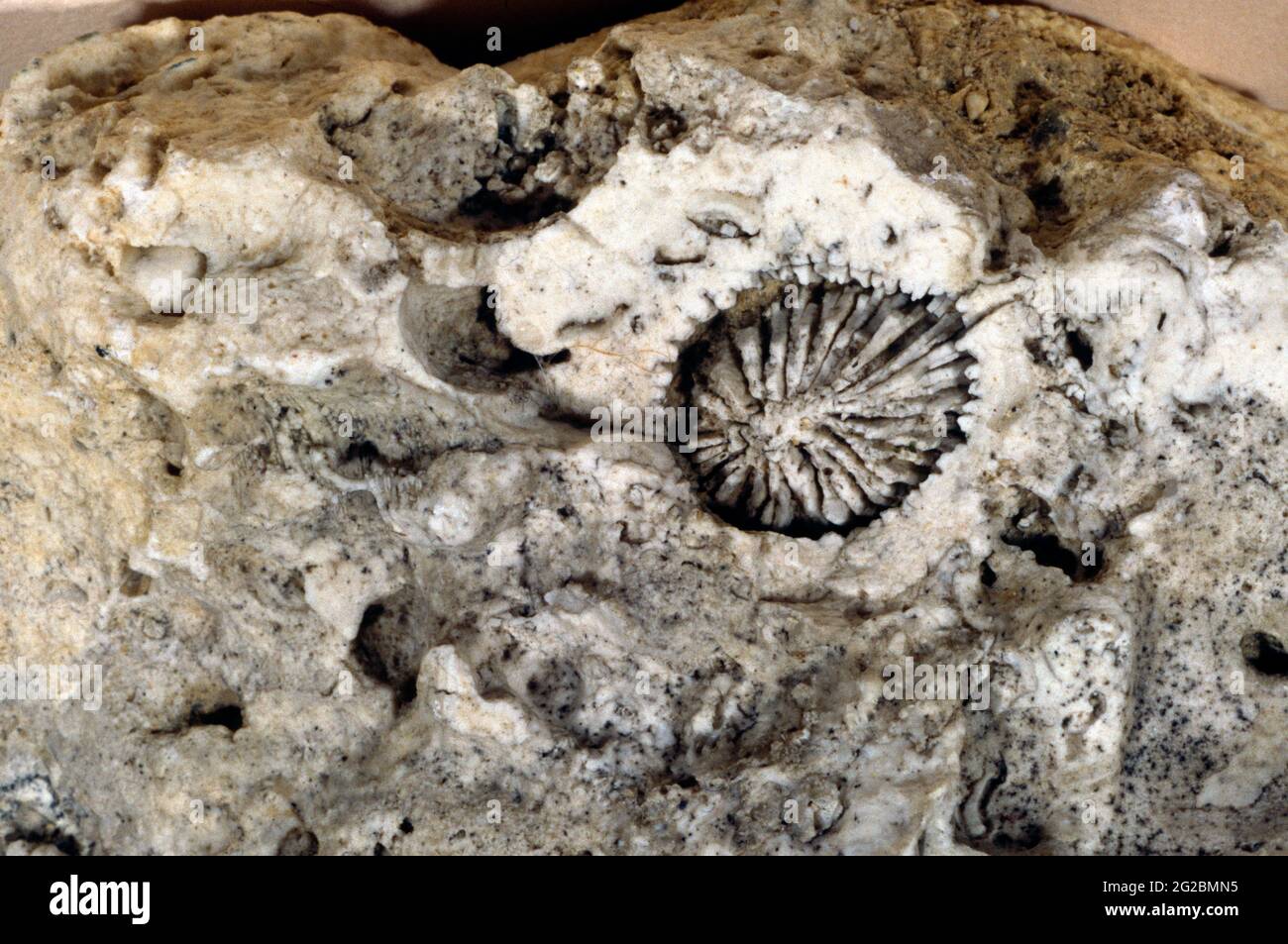 Fossil prehistoric hi-res stock photography and images - Alamy