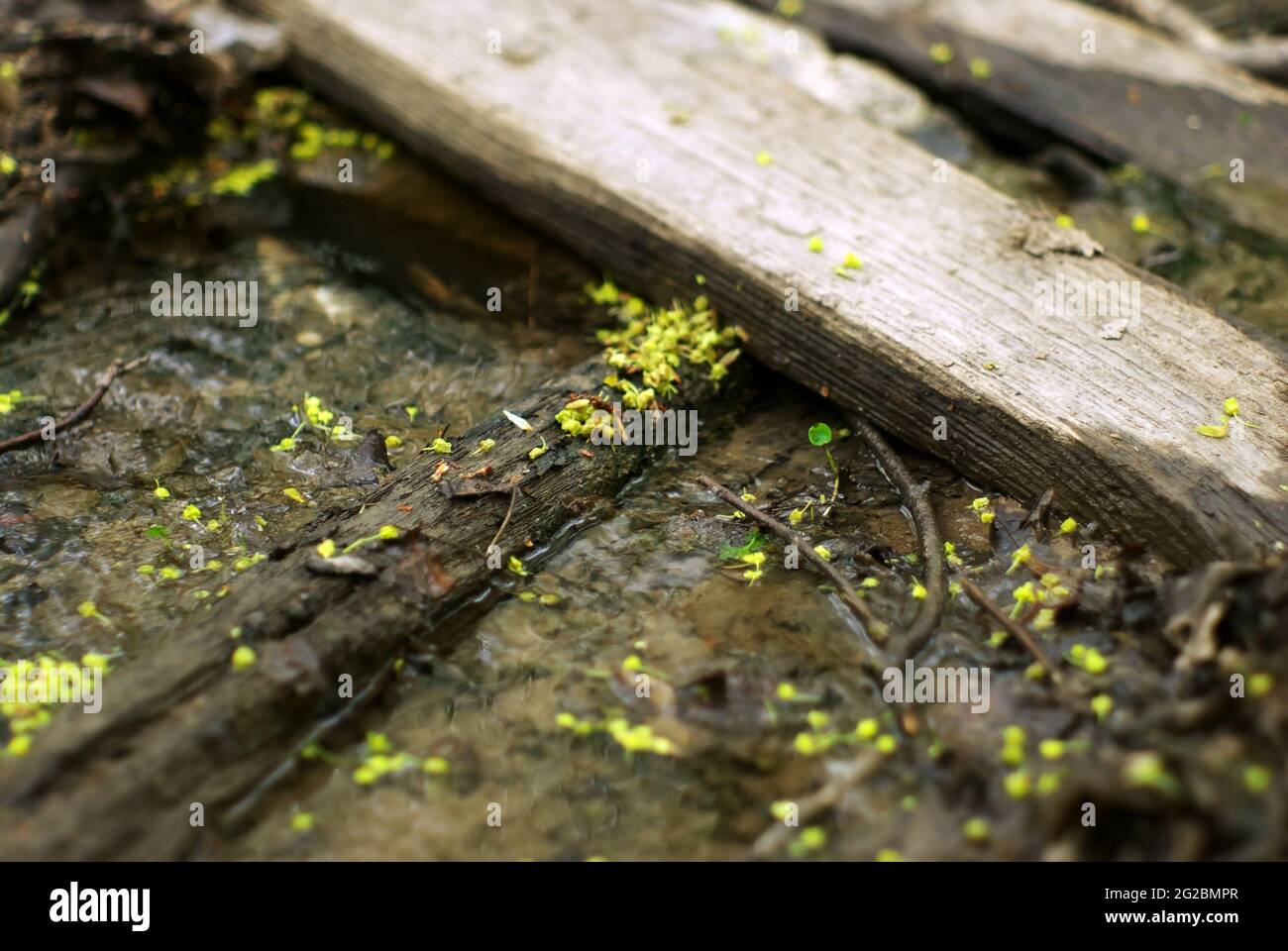 Forest stream fresh spring water hi-res stock photography and images ...