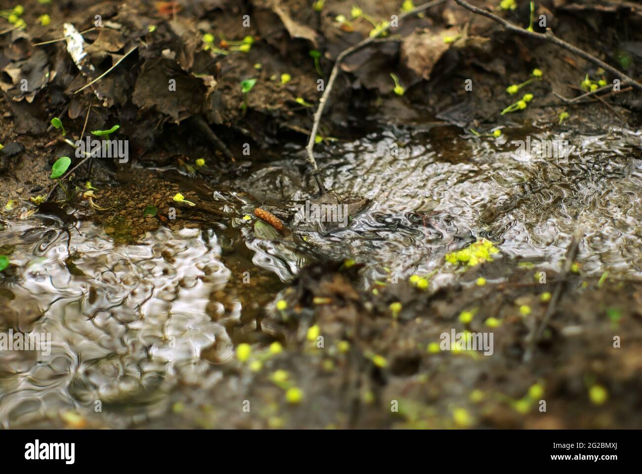Forest stream fresh spring water hi-res stock photography and images ...