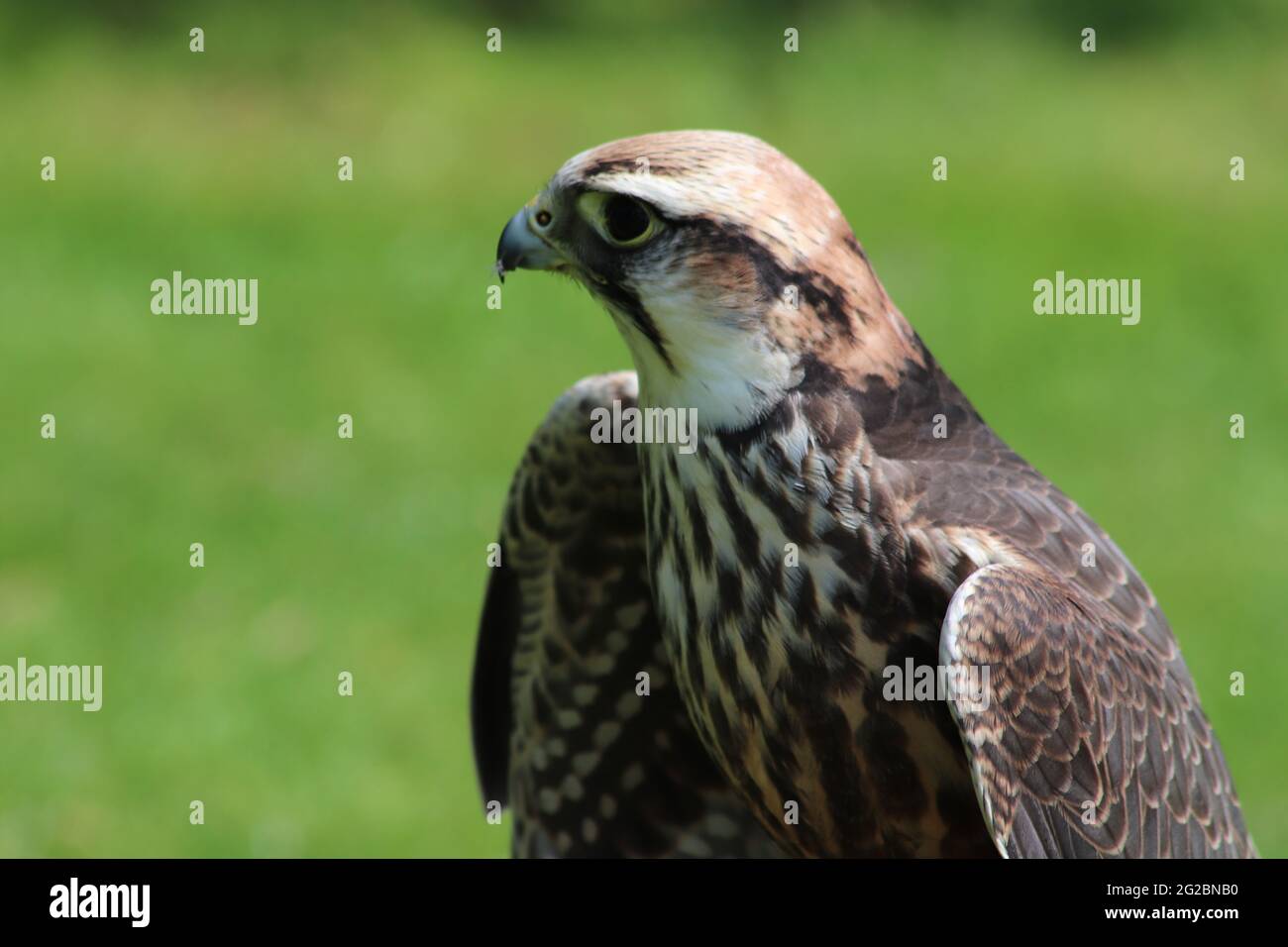Falcon in close up Stock Photo - Alamy
