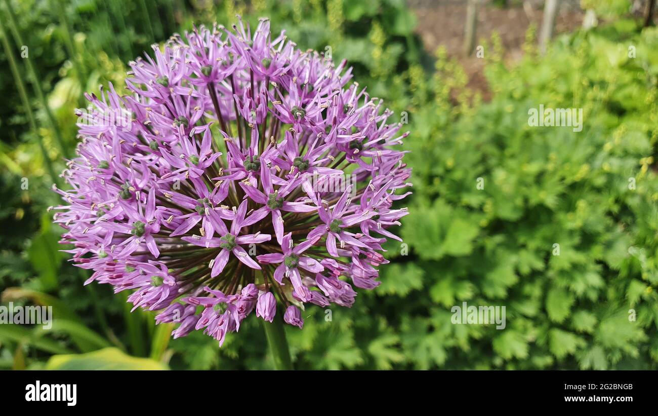 Delicate round purple flower growing in garden against backdrop of ...