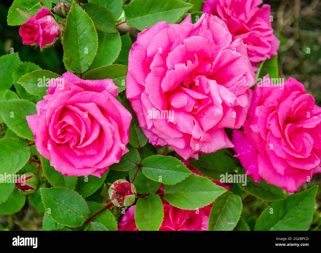 Close up view of Zepherine Drohin, a fragrant, thornless climbing rose ...