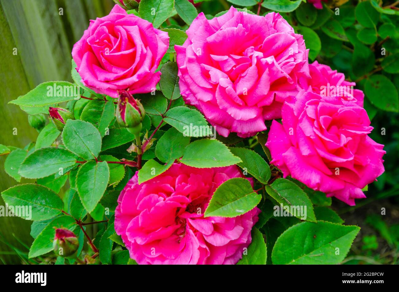 Close up view of Zepherine Drohin, a fragrant, thornless climbing rose ...