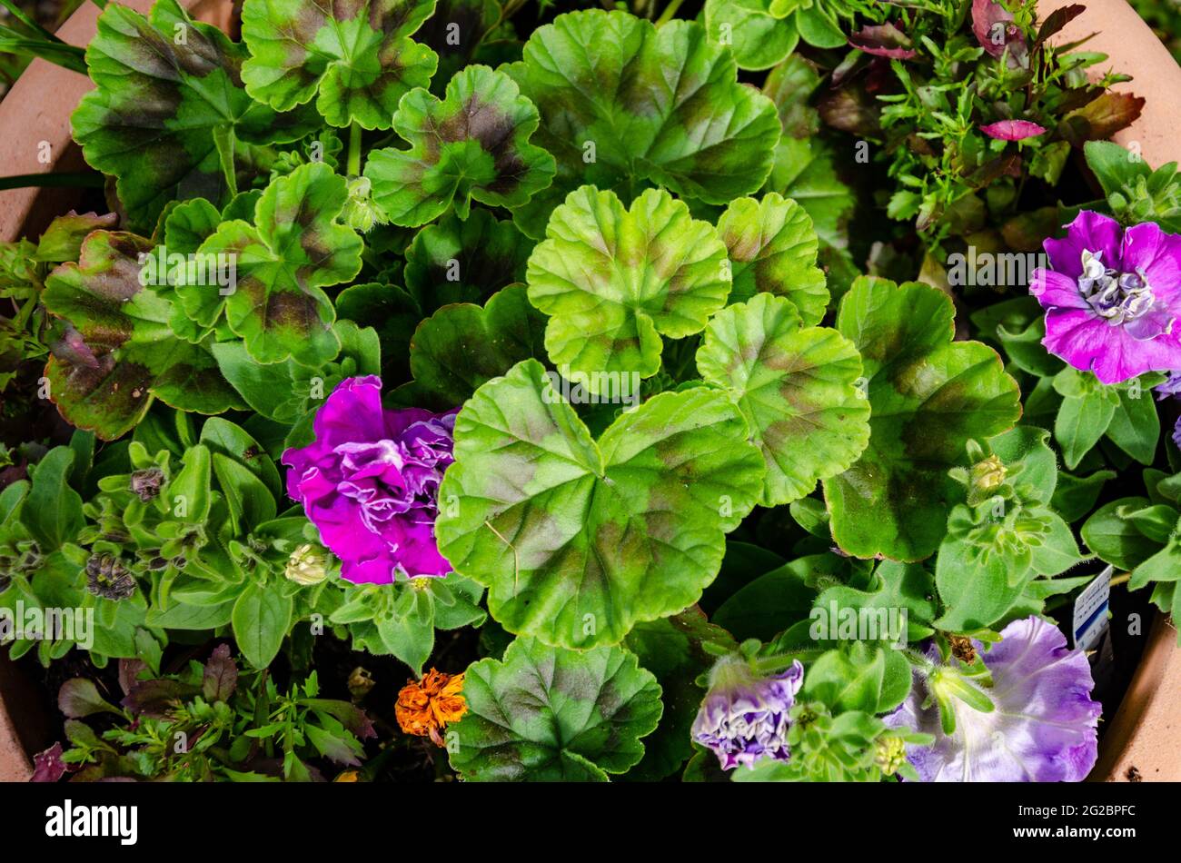 Petunia and geraniums hi-res stock photography and images - Alamy