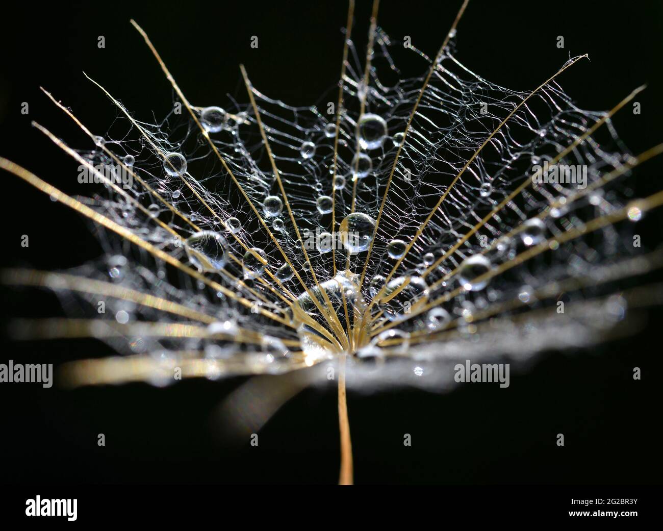 Black seed drops hi-res stock photography and images - Alamy