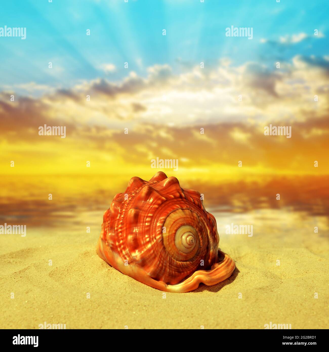 Sea shell on beach in the sunset Stock Photo - Alamy