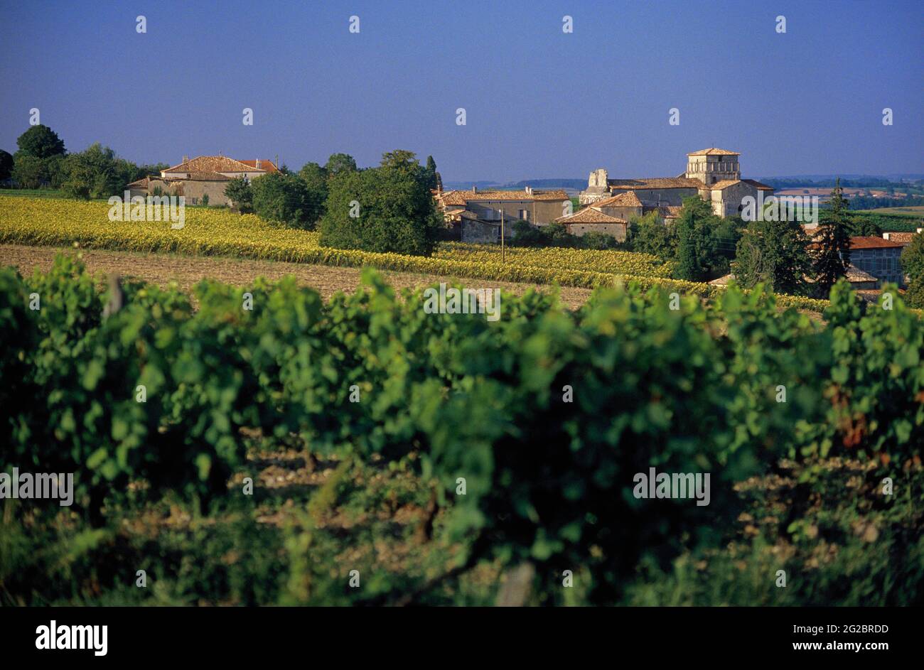 FRANCE. CHARENTE (16) CHARENTE VINEYARD. VILLAGE OF BERNEUIL Stock Photo - Alamy