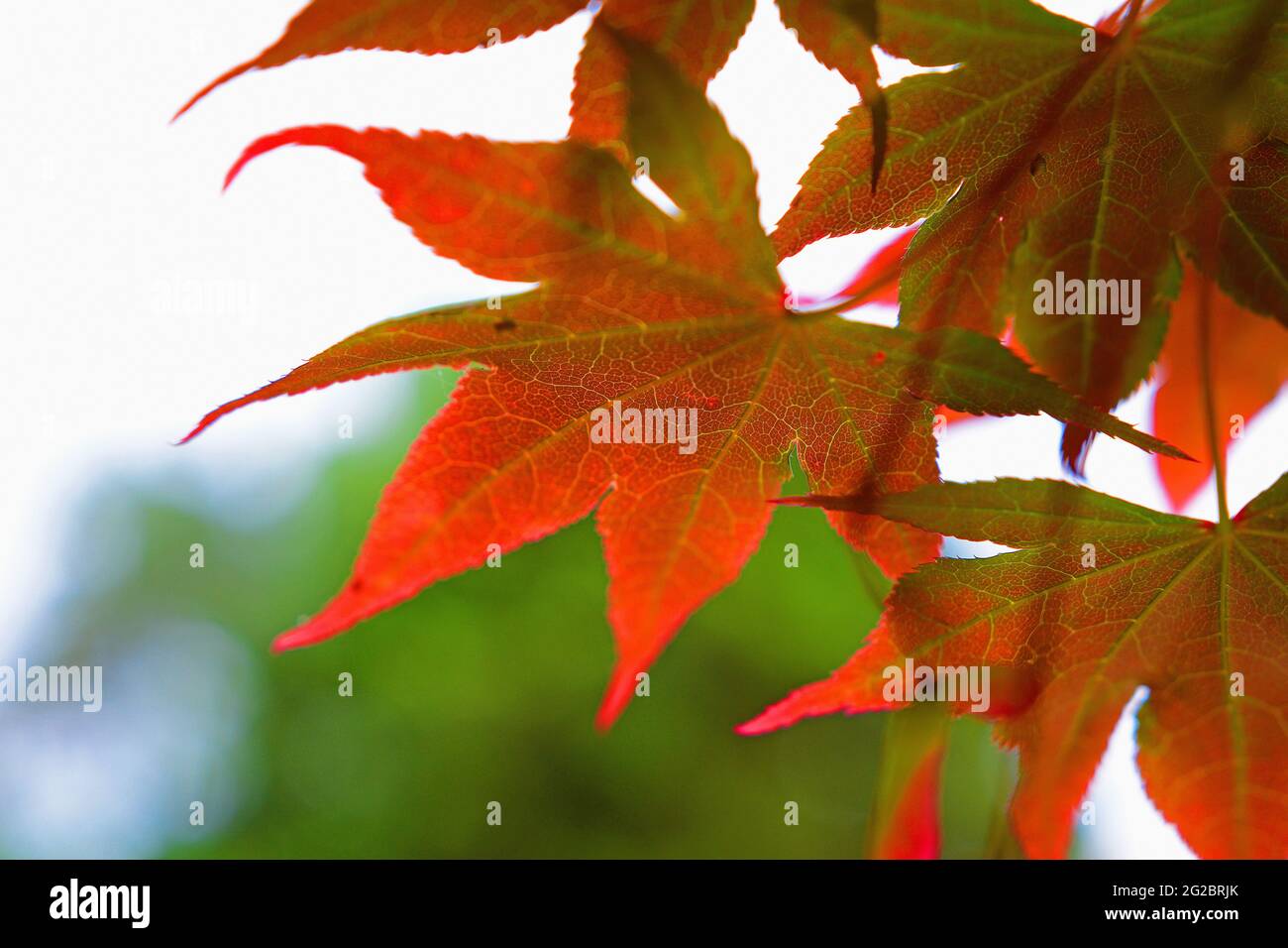 Simple beauty hi-res stock photography and images - Alamy