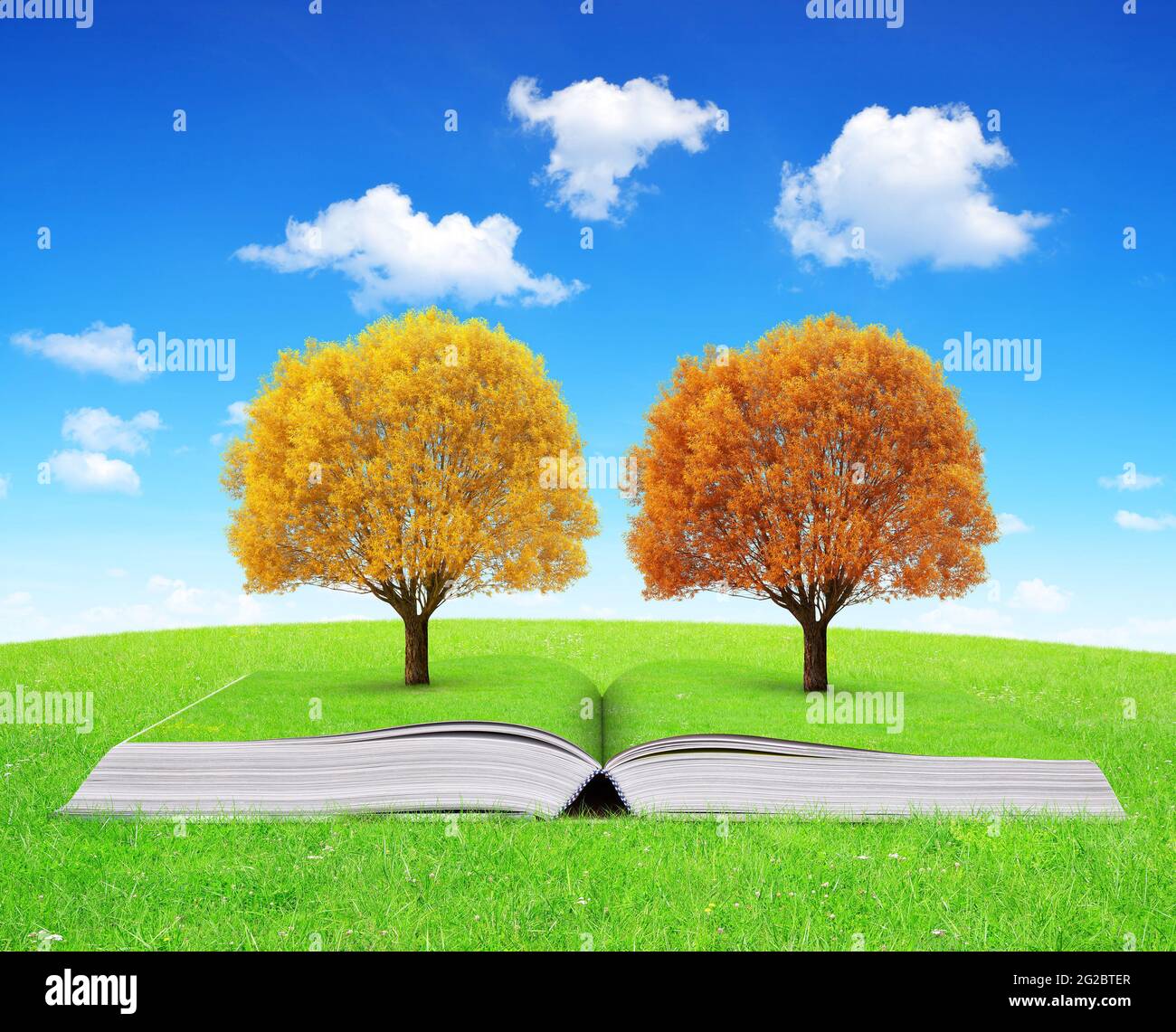 Trees for book paper hi-res stock photography and images - Alamy