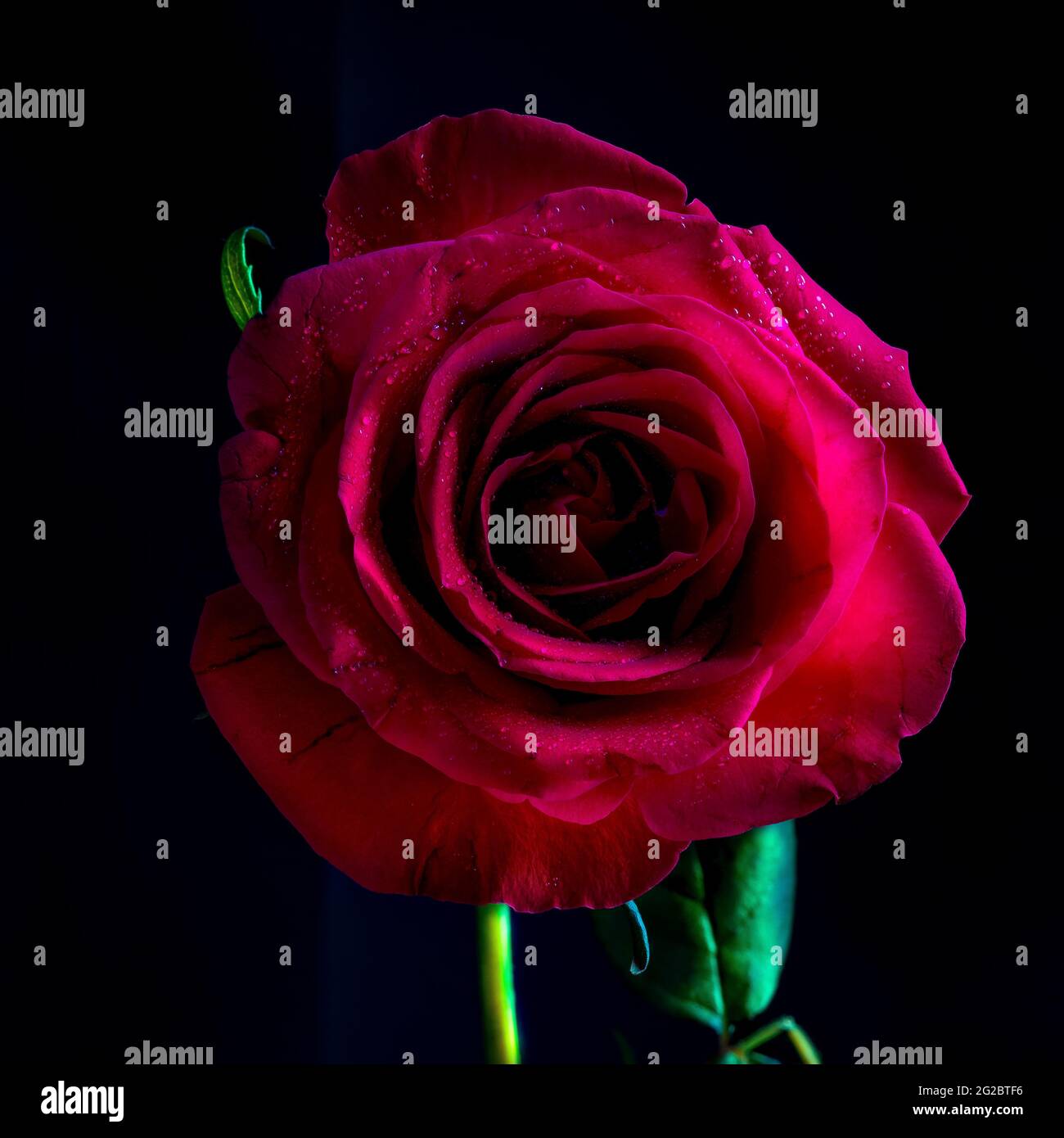 Single red romantic rose hi-res stock photography and images - Alamy