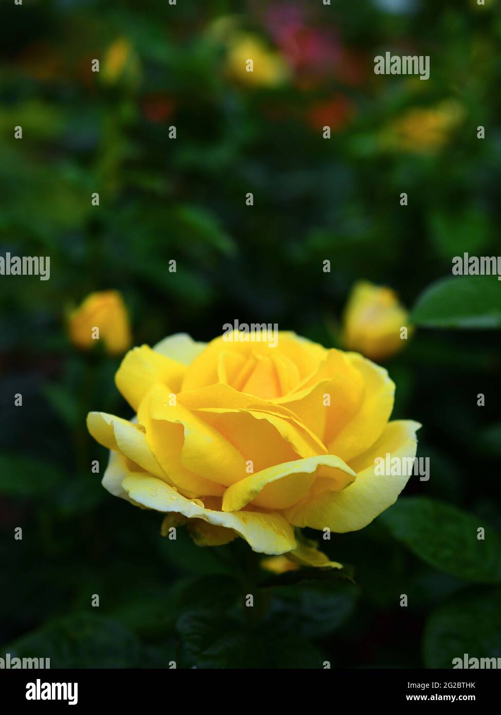 Yellow rose with raindrops hi-res stock photography and images - Alamy
