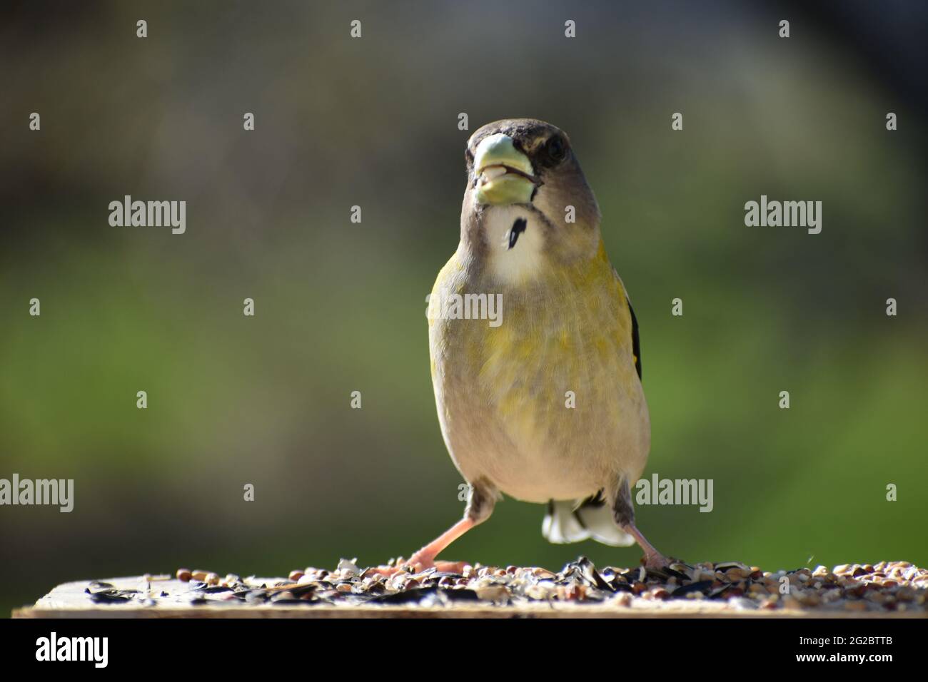 Big beek bird hi-res stock photography and images - Alamy
