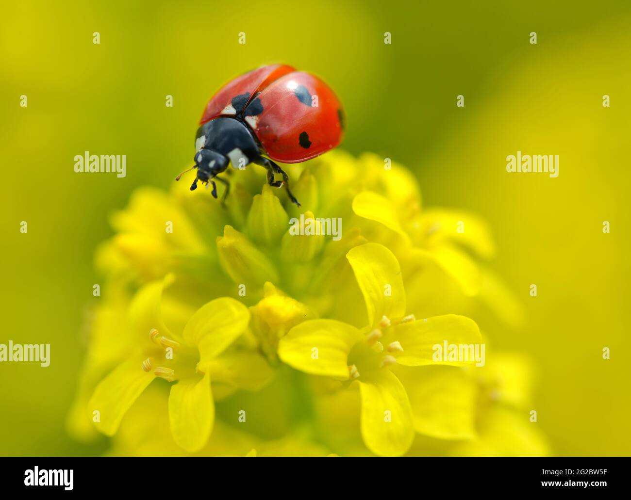 Ladybird sitting on a flower hi-res stock photography and images - Alamy