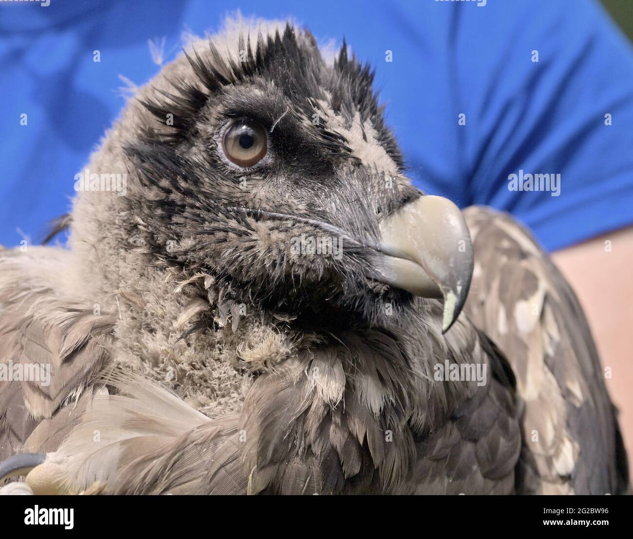 10 June 2021, Bavaria, Ramsau Bei Berchtesgaden: The female bearded ...