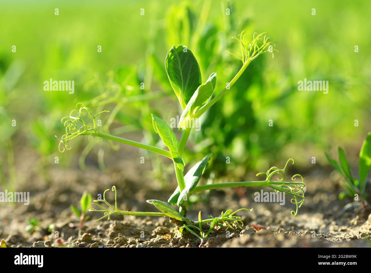 Pea plant growing hi-res stock photography and images - Alamy