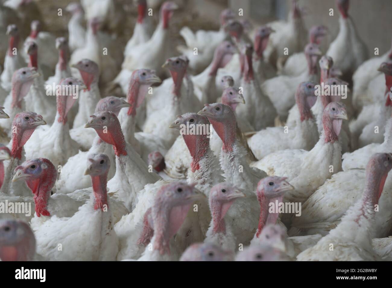 Turkeys white background hi-res stock photography and images - Alamy