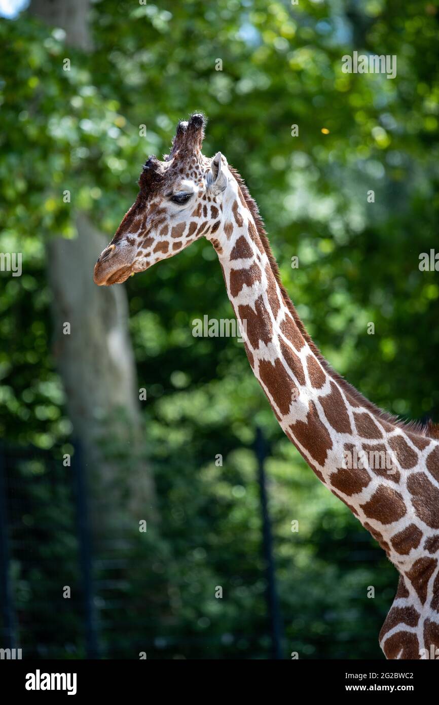 Vertical closeup shot of a giraffe in a park Stock Photo - Alamy