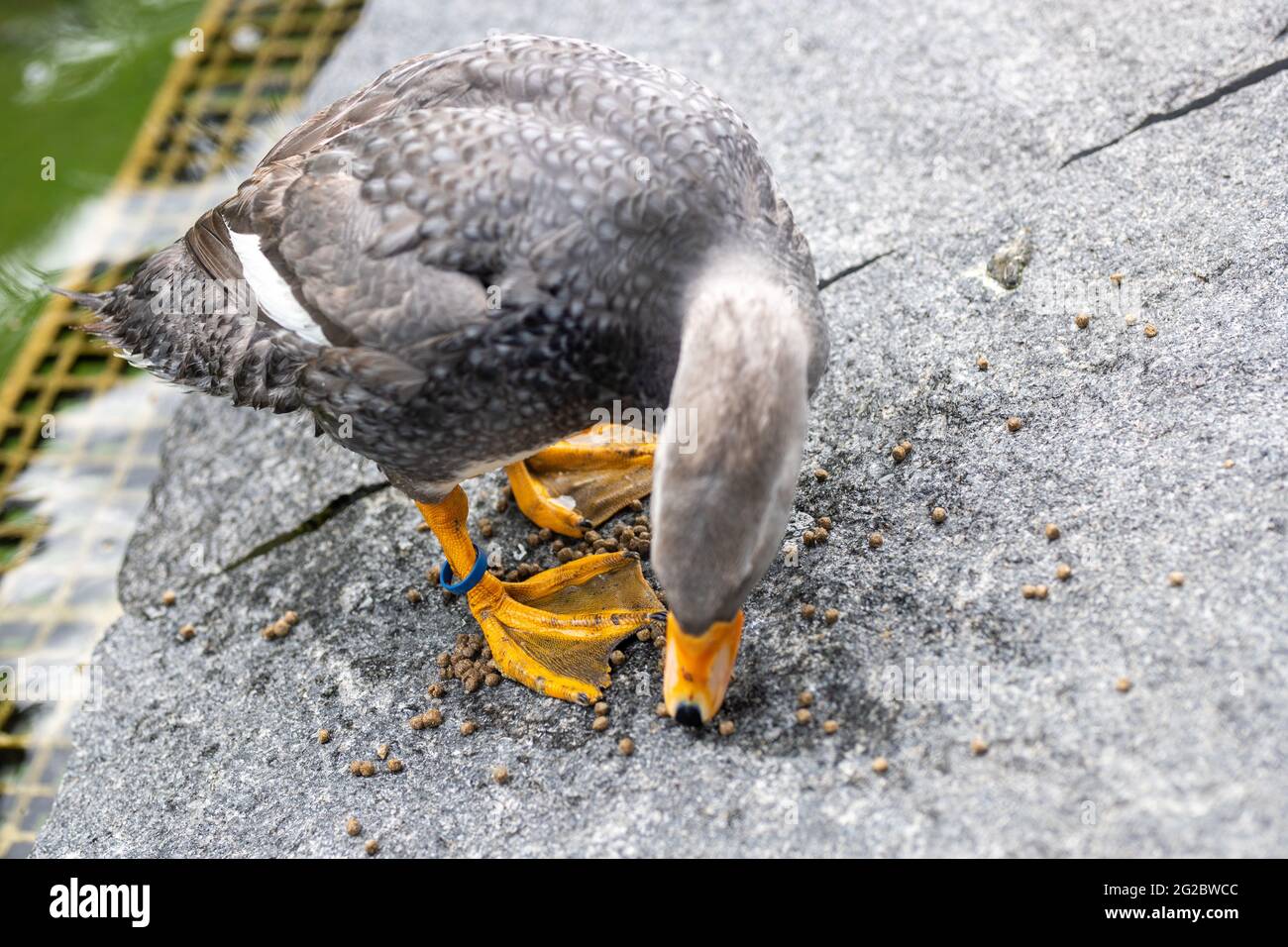 Closeup shot of a gray goose Stock Photo - Alamy