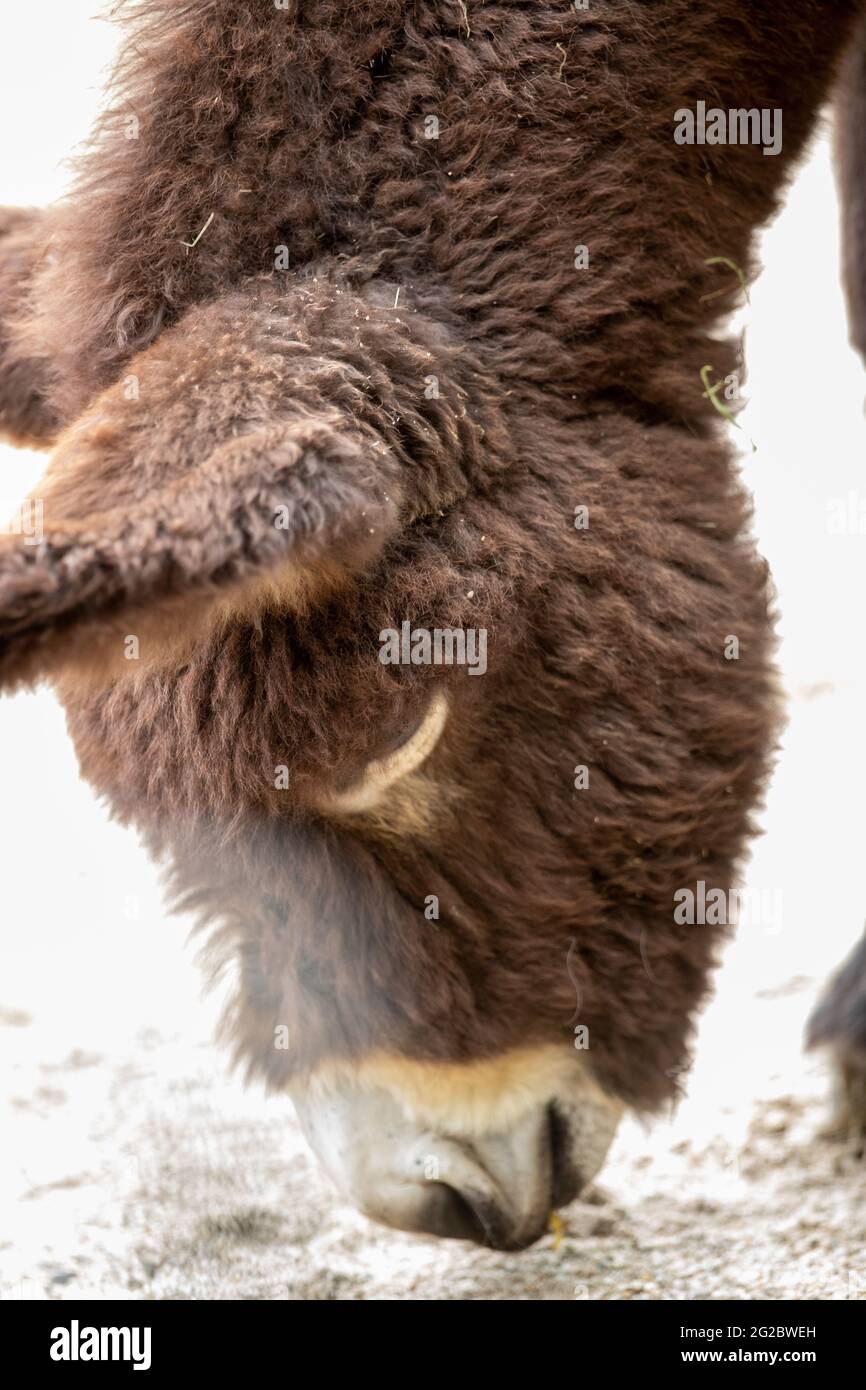 Vertical closeup shot of a brown llama face Stock Photo - Alamy
