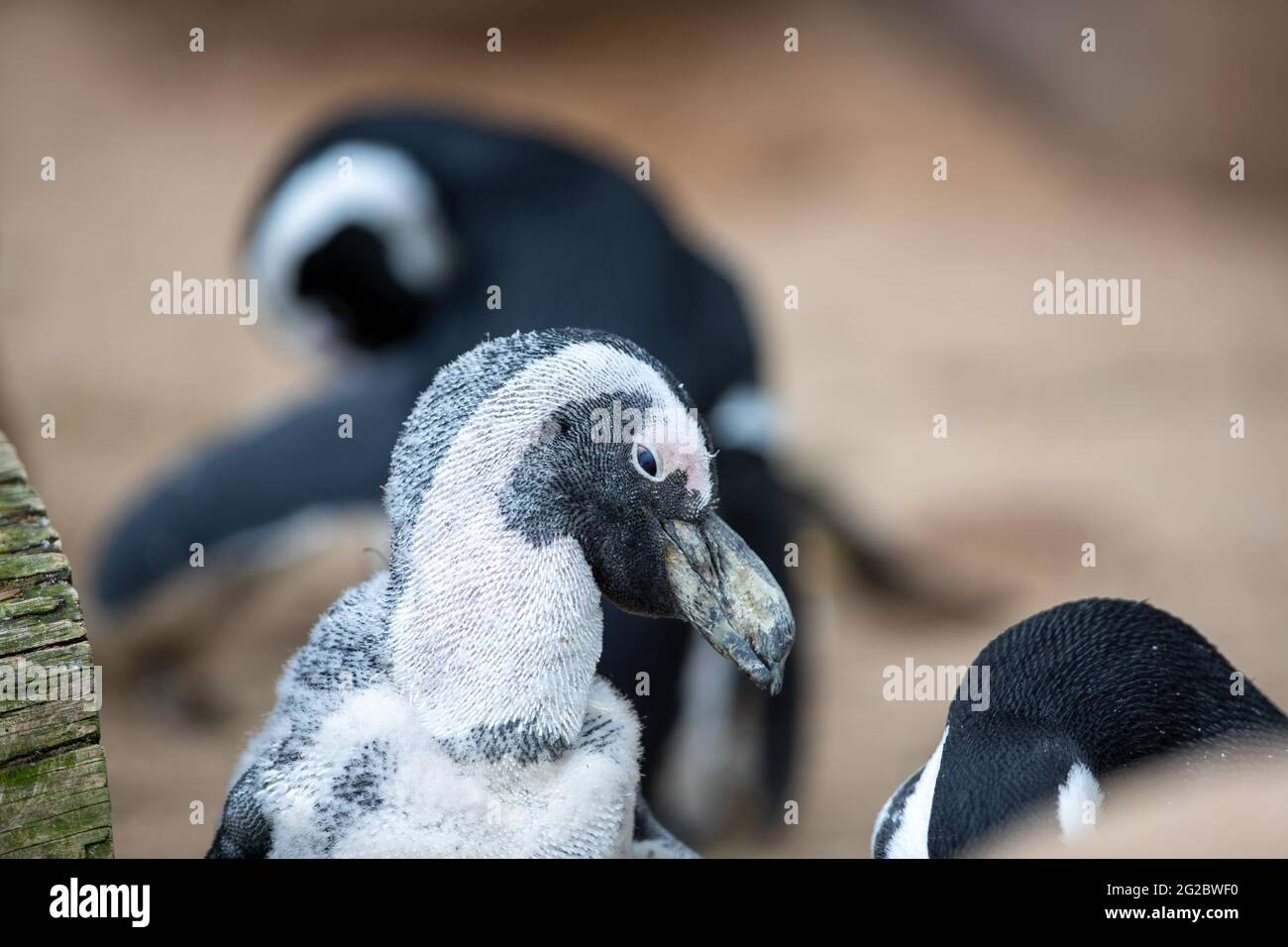 Closeup shot of an African penguin face Stock Photo - Alamy