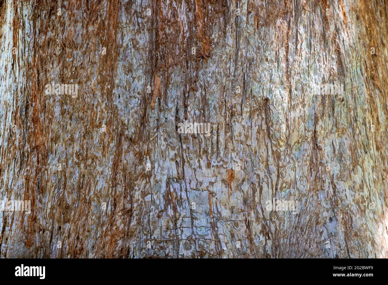 Closeup shot of a textured tree bark surface Stock Photo - Alamy